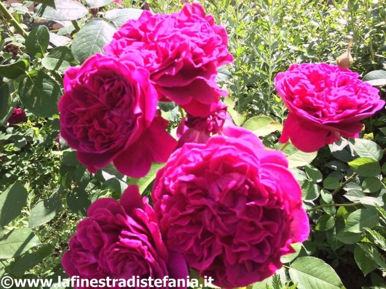 La rosa "Chianti" di David Austin color rosso Sangiovese