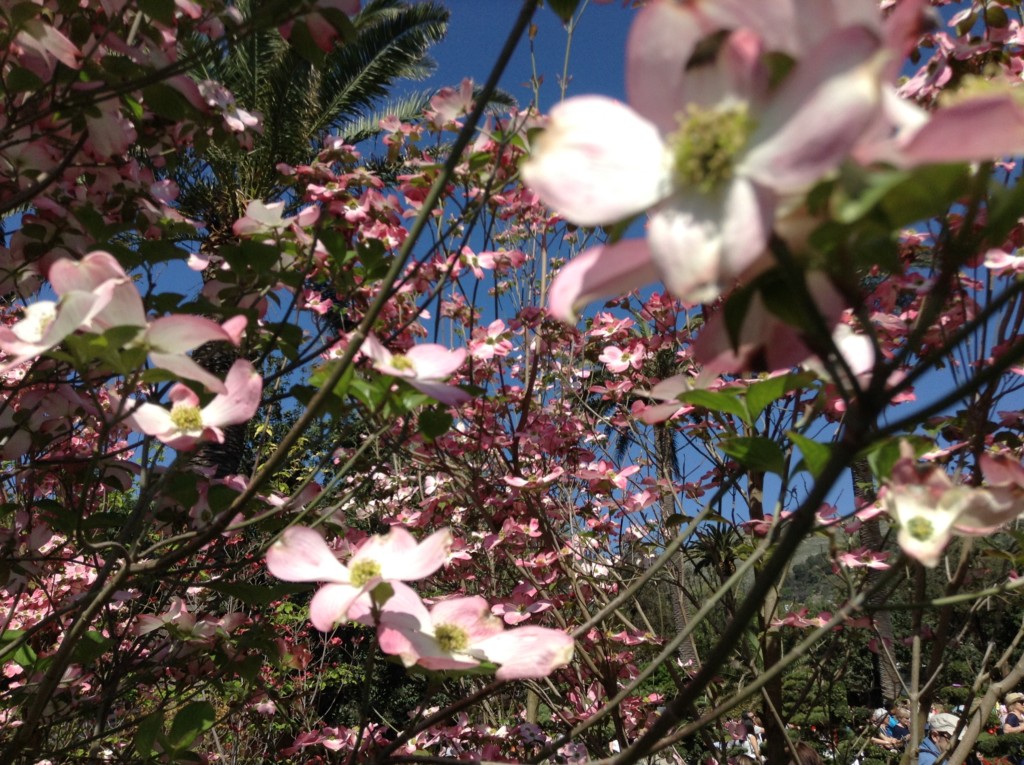 Corniolo da fiore: una nuvola color pastello in giardino