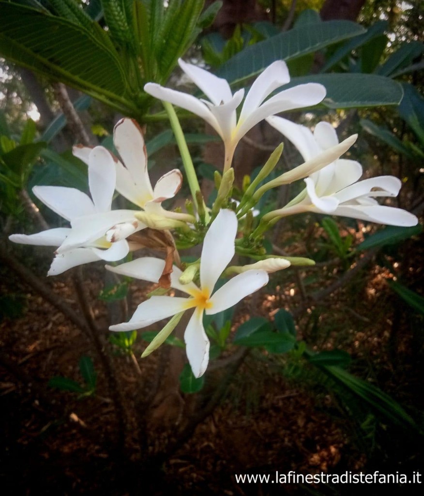 Frangipane: la ricetta giusta per averne una bella e perfetta