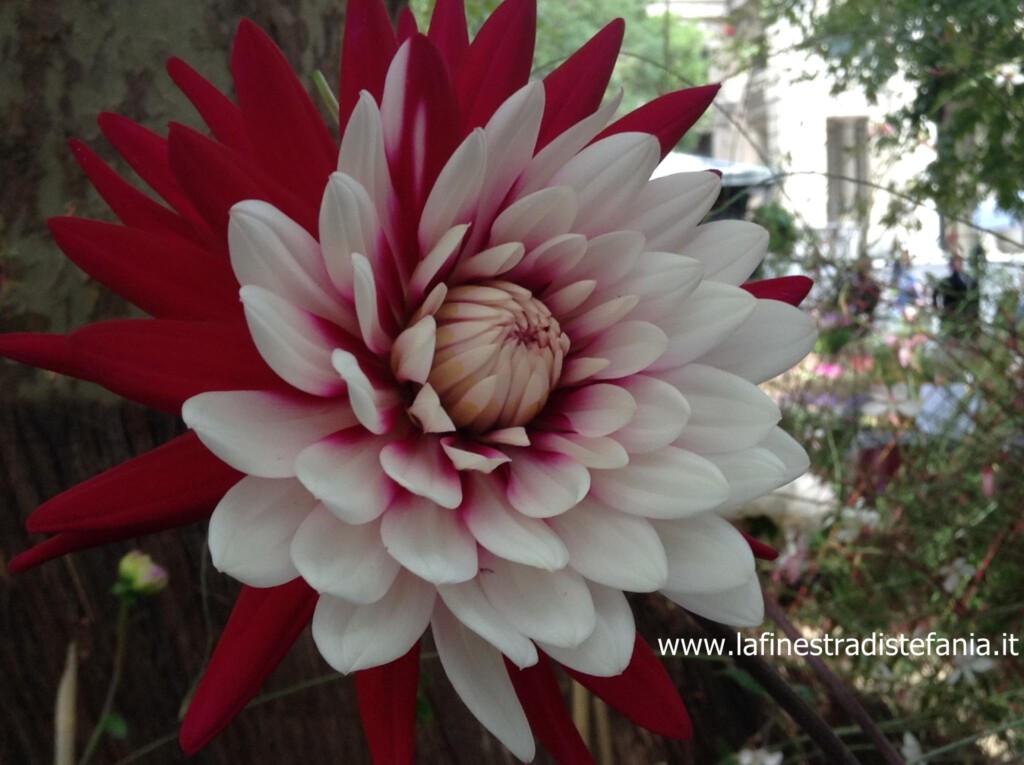 Tutte le varietà di Dalia per creare uno spazio verde e solare